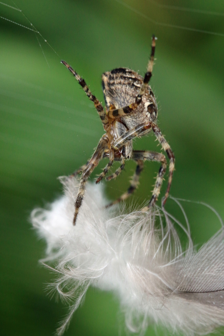 Die Feder ... Foto & Bild | tiere, wildlife, spinnen Bilder auf ...