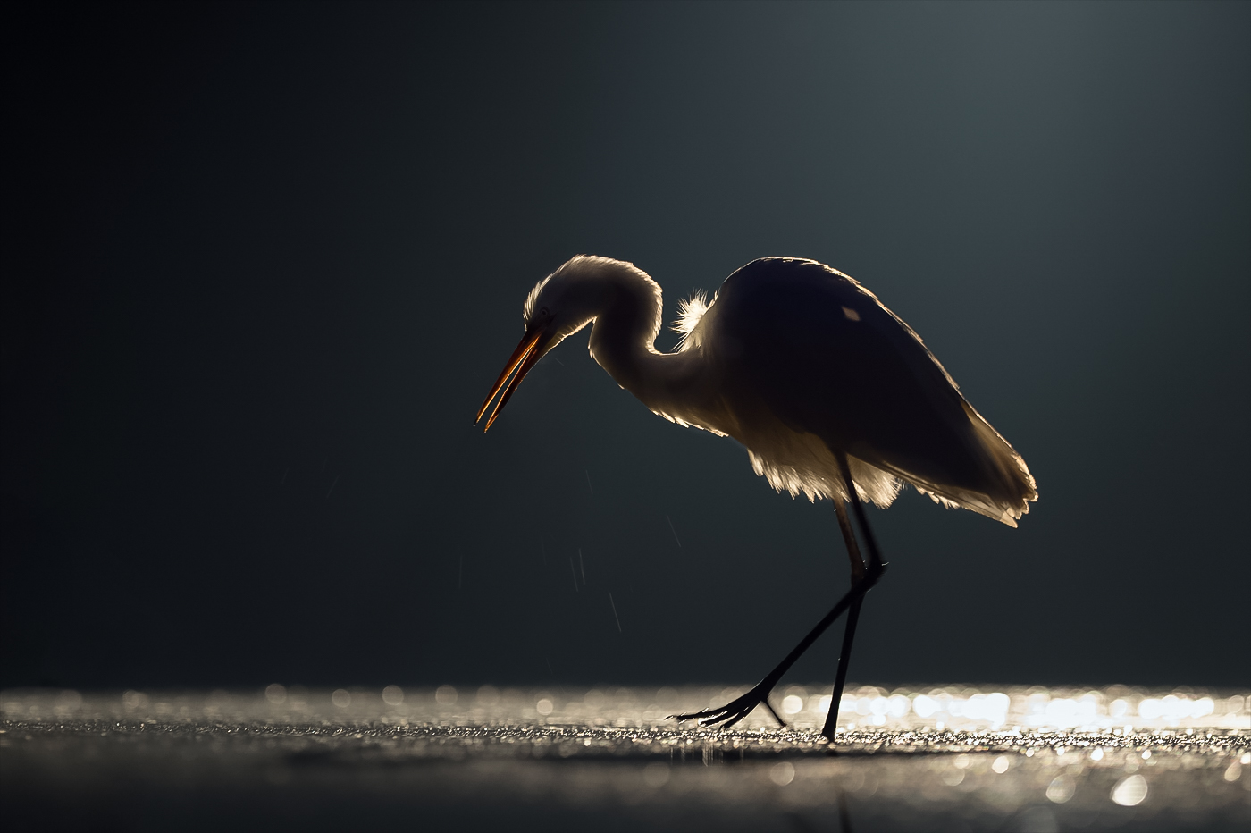 Die Feder Foto & Bild | spezial, winter, natur Bilder auf fotocommunity