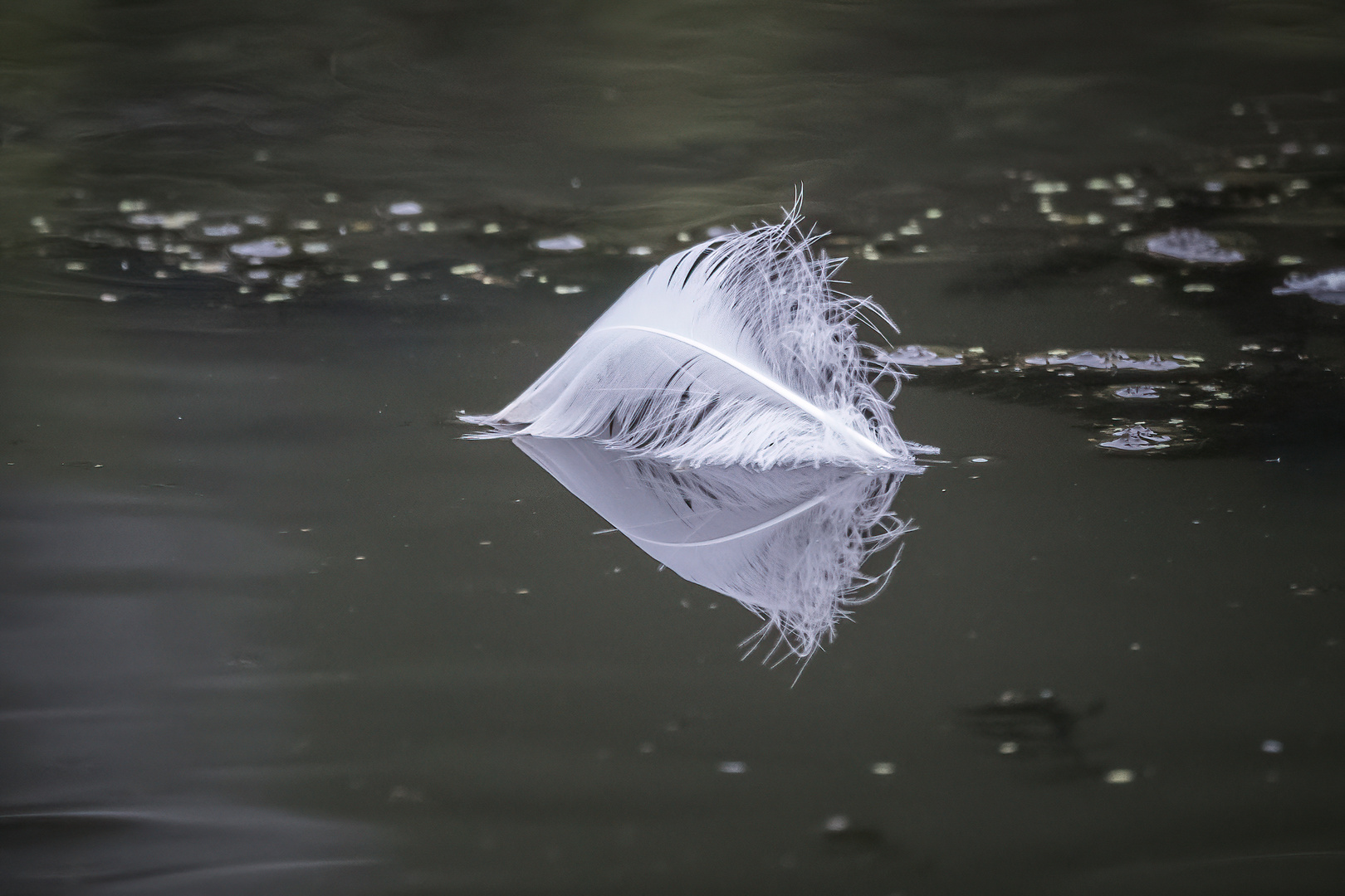 Die Feder Foto & Bild | deutschland, europe, stillleben Bilder auf ...