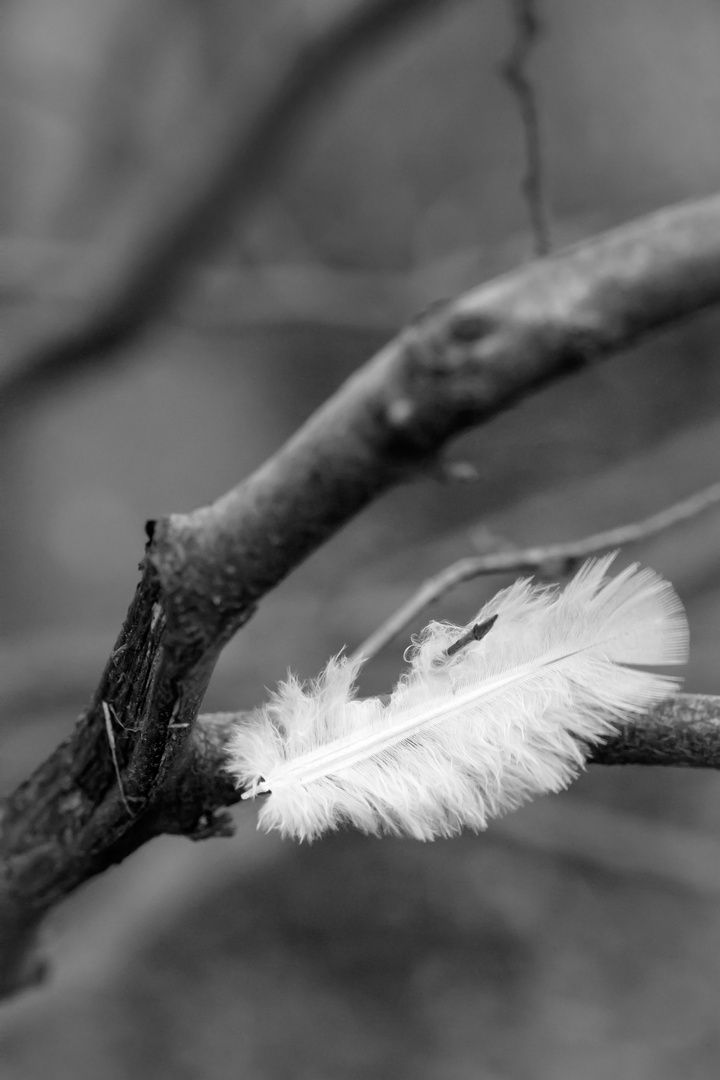 Die Feder Foto & Bild | monochrom, bearbeitungs - techniken, wald Bilder auf fotocommunity