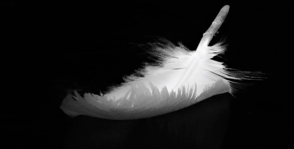 Die Feder Foto & Bild | sonstiges, spezial, outdoor Bilder auf ...