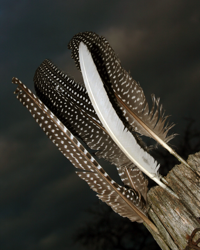 Die Federn Foto & Bild | tiere, haustiere, nutztiere Bilder auf ...