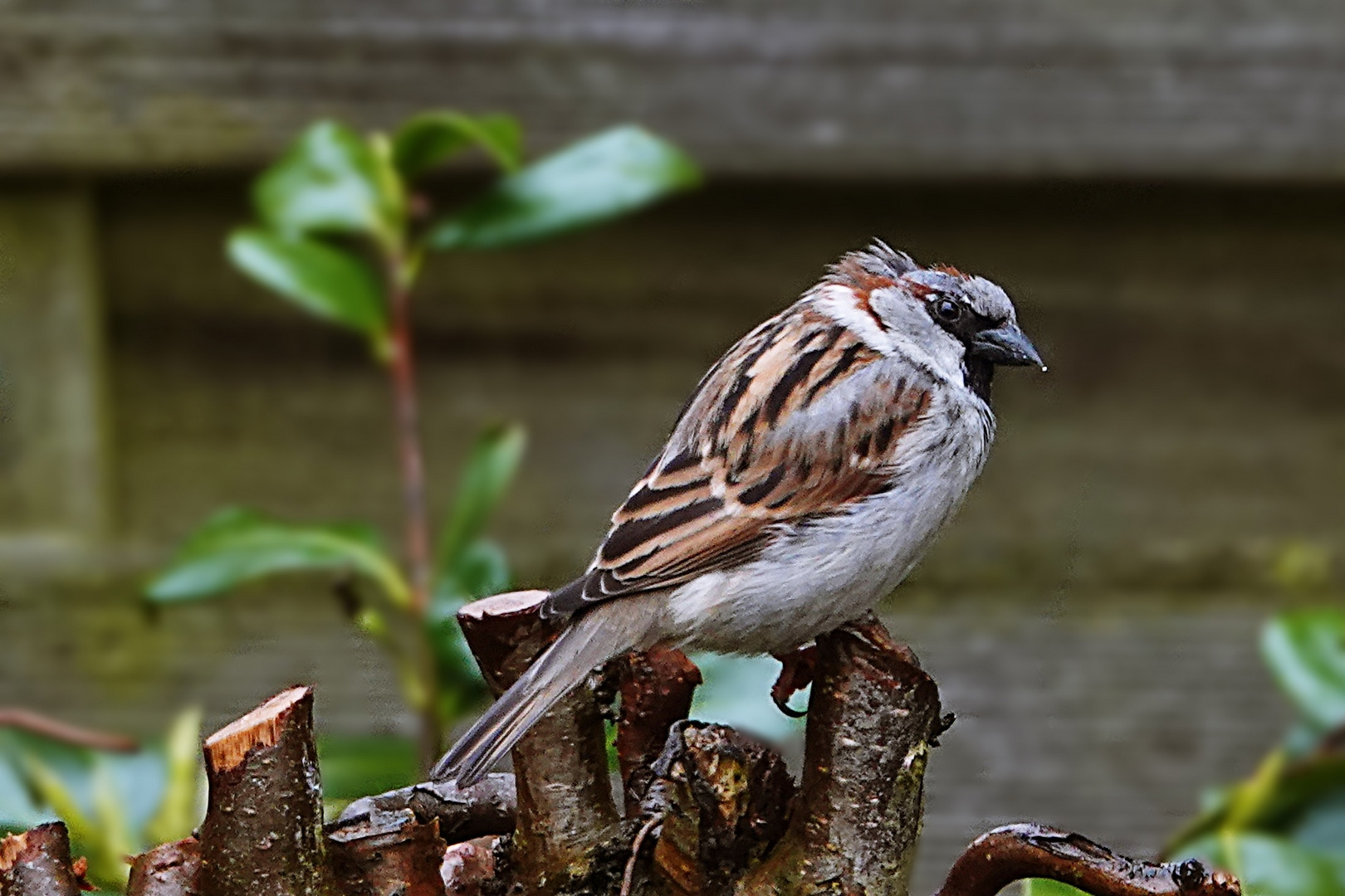 die Federn auf dem Kopf sind immer noch nicht nachgewachsen Foto & Bild ...
