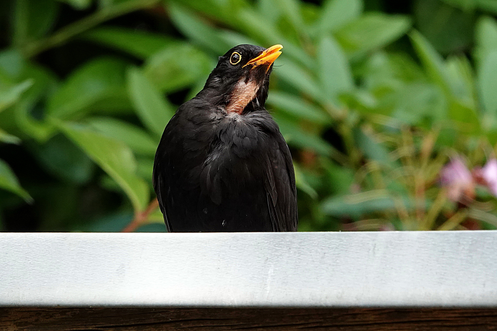 die Federn sind immer noch nicht nachgewachsen Foto & Bild | natur ...