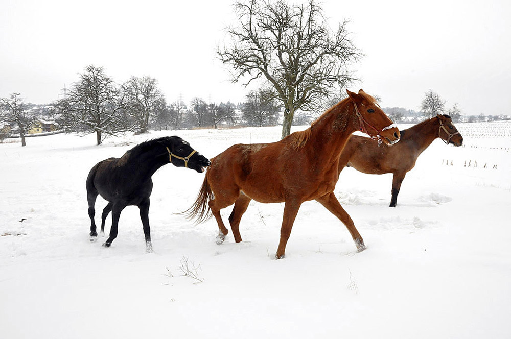 die ferde hamm sich liep Foto & Bild | tiere, haustiere, pferde, esel ...