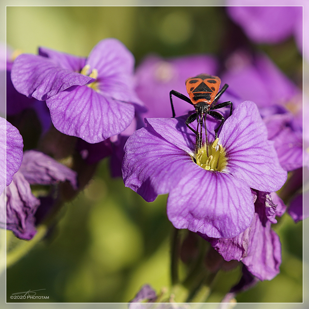 Die Feuerwanze... Foto & Bild | nah- & makro, tiere, wildlife Bilder ...