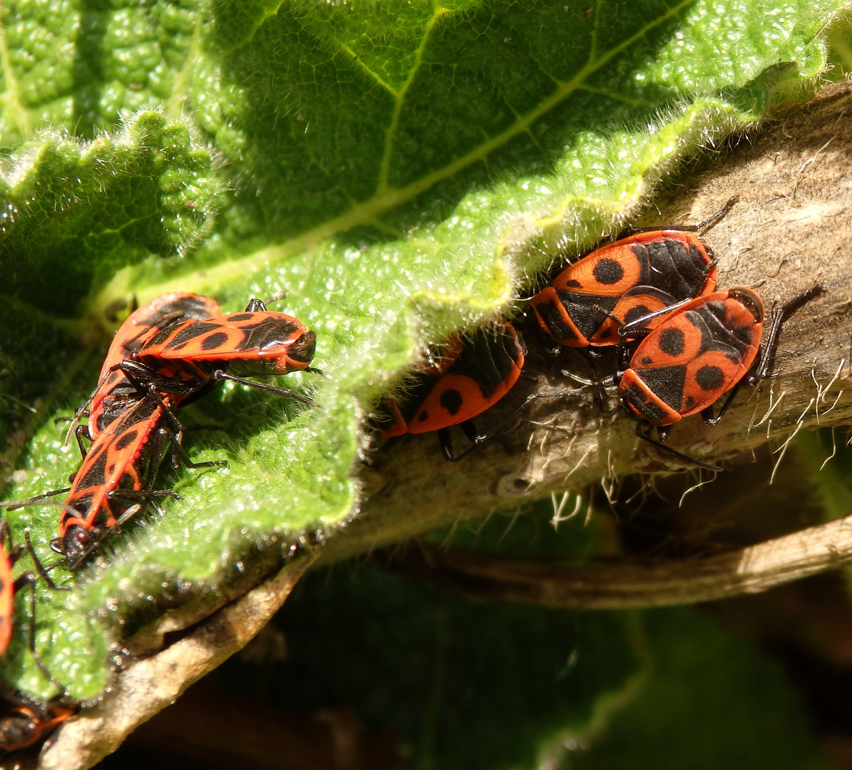 Die Feuerwanzen (Pyrrhocoris apterus) sind schon wieder da Foto & Bild ...