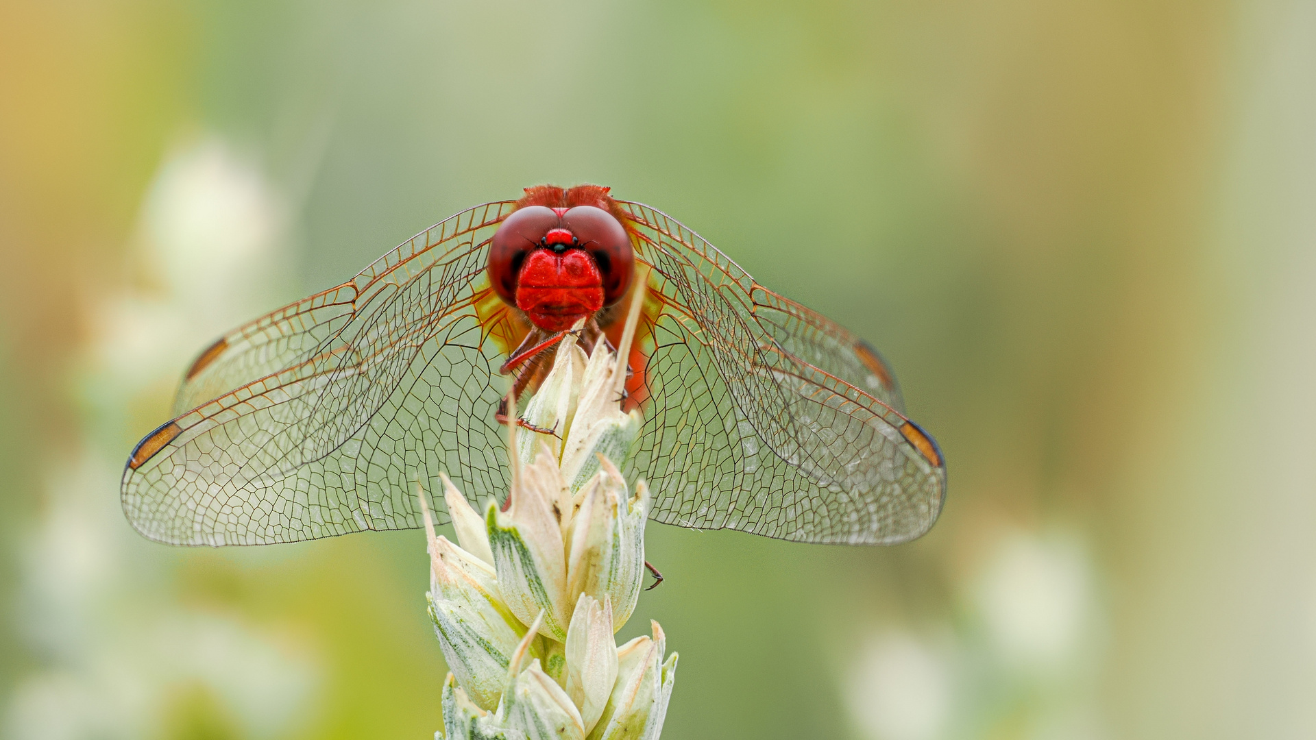 Die Feurige im Kornfeld Foto & Bild | tiere, wildlife, libellen Bilder ...