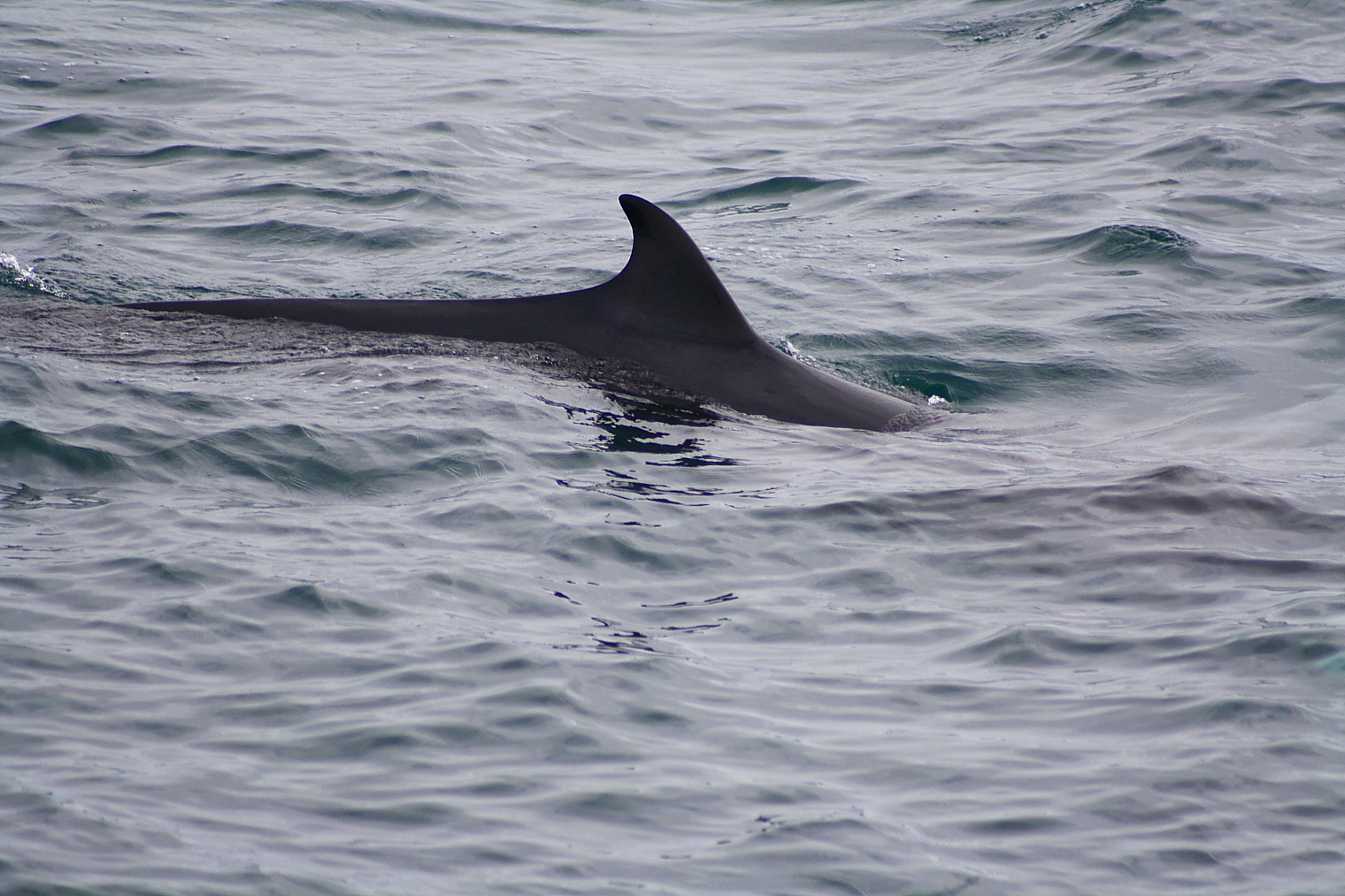 Die Finnen... Foto & Bild | tiere, wildlife, säugetiere Bilder auf ...