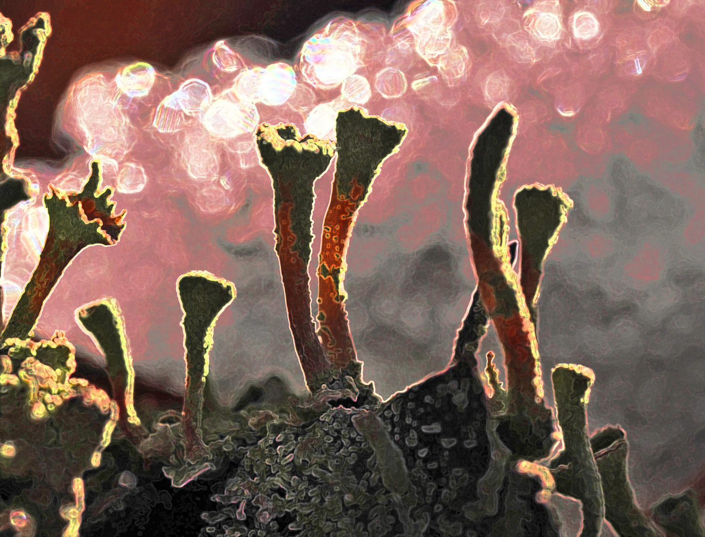 Die Flechte Cladonia mirabilis * im finsteren Bergwald hat sich für ...