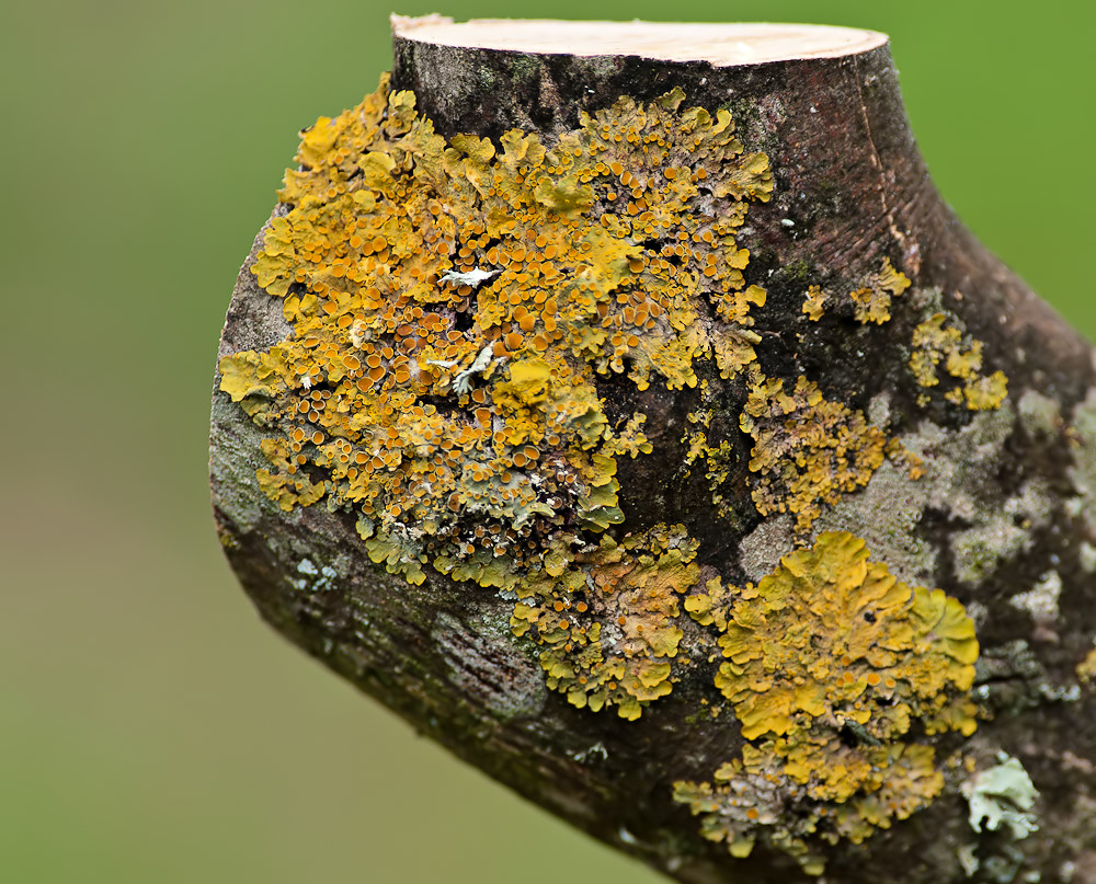 die Flechten-Ferse Foto & Bild | pflanzen, pilze & flechten, pilze & flechten, flora Bilder auf ...