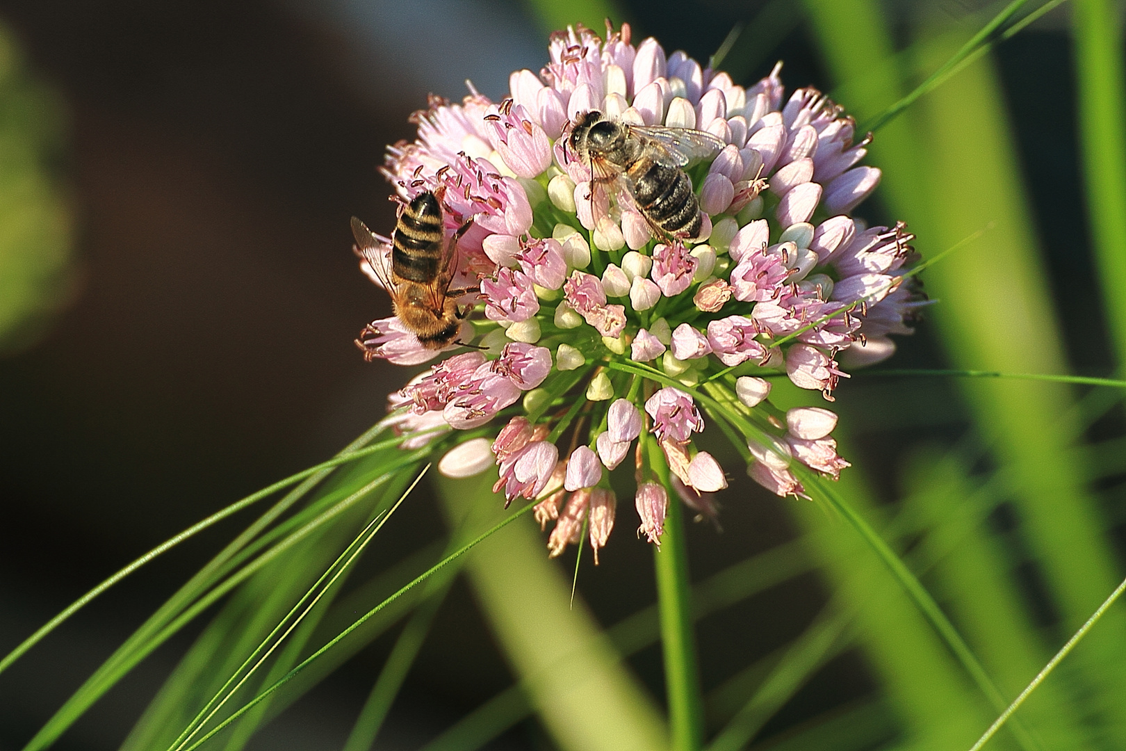 die fleißigen Bienchen Foto & Bild | sonne, himmel, natur Bilder auf ...