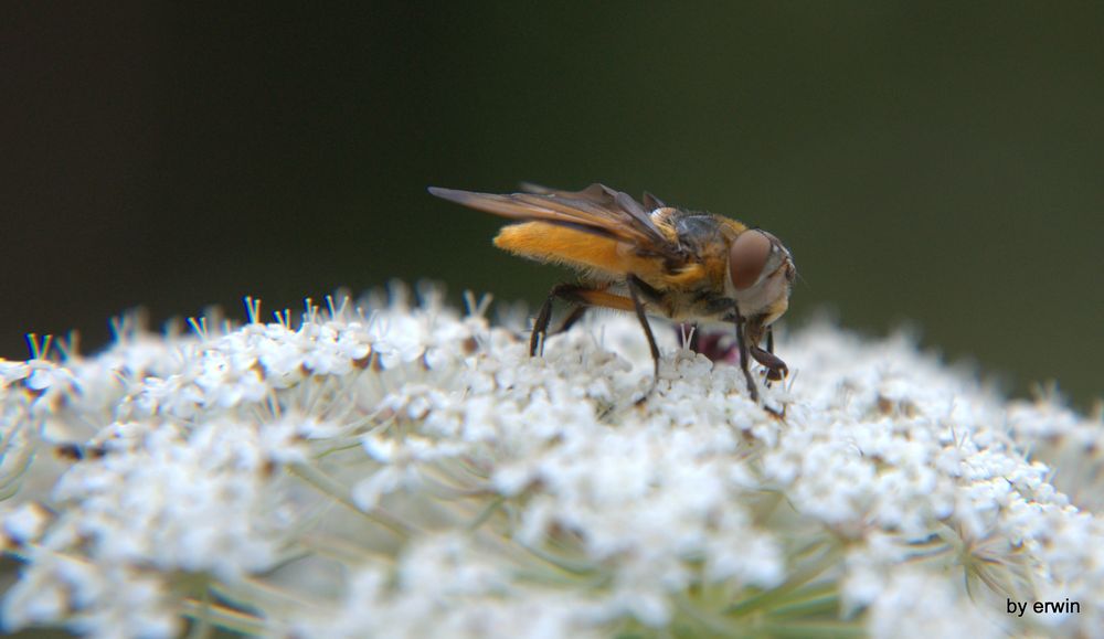 die Fliege Foto & Bild | natur-kreativ, makro´s und wildlife, natur ...
