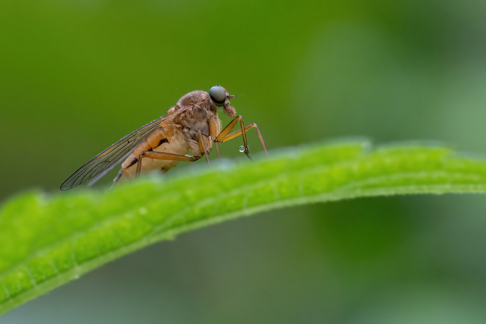 Die Fliege Foto & Bild | tiere, wildlife, makros Bilder auf fotocommunity