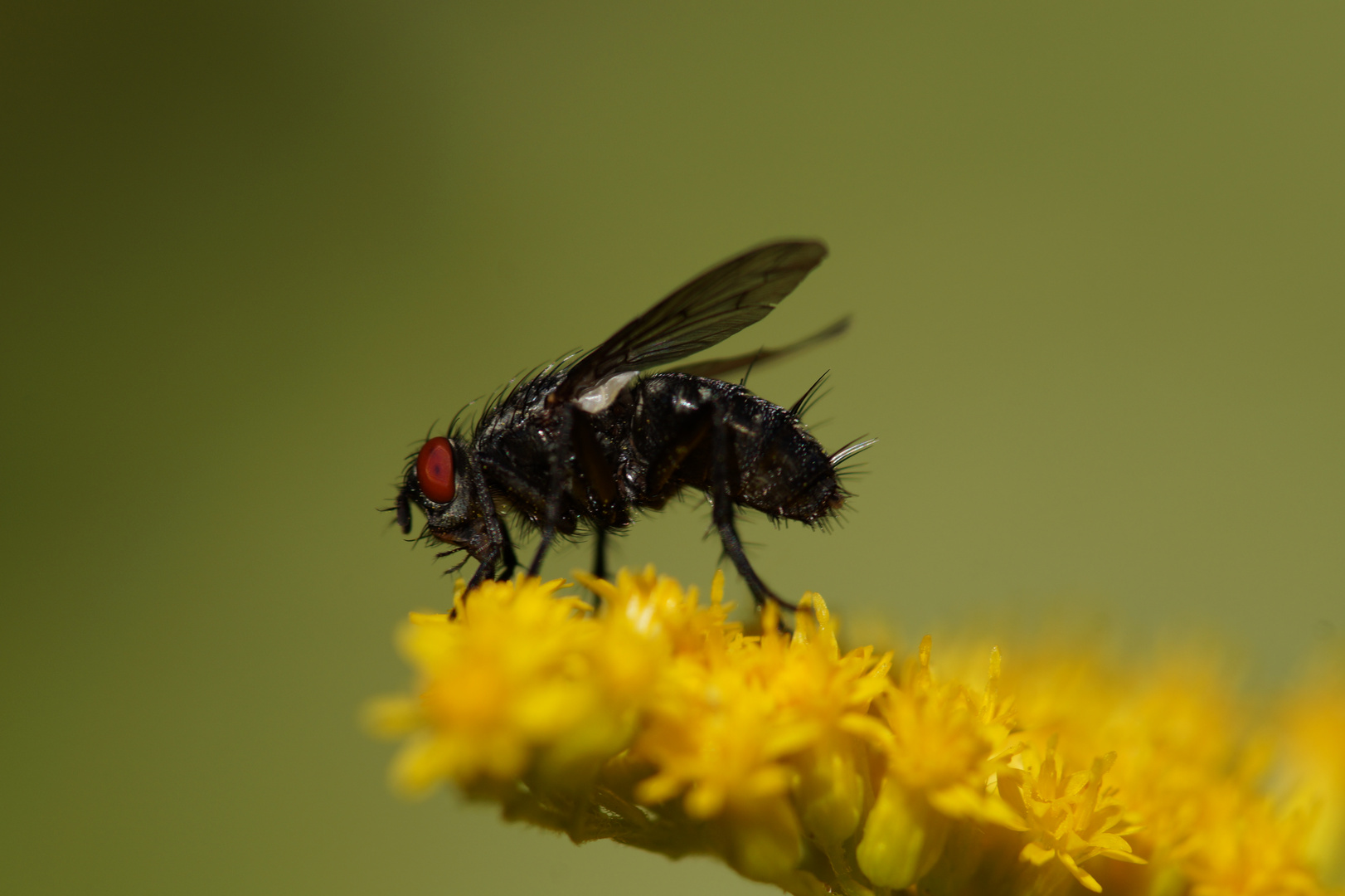 Die Fliege Foto & Bild | tiere, wildlife, insekten Bilder auf fotocommunity