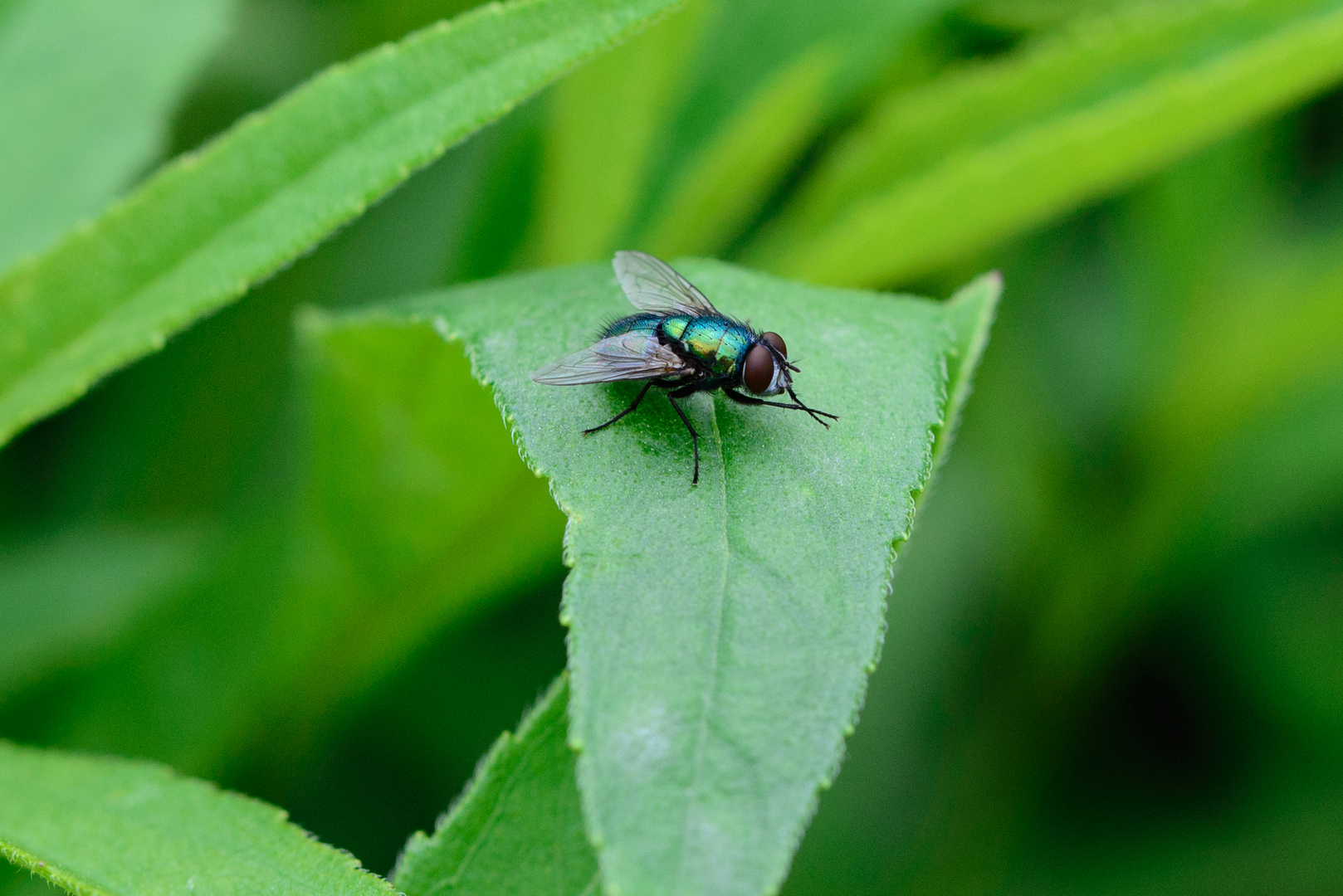 Die Fliege Foto & Bild | tiere, wildlife, insekten Bilder auf fotocommunity