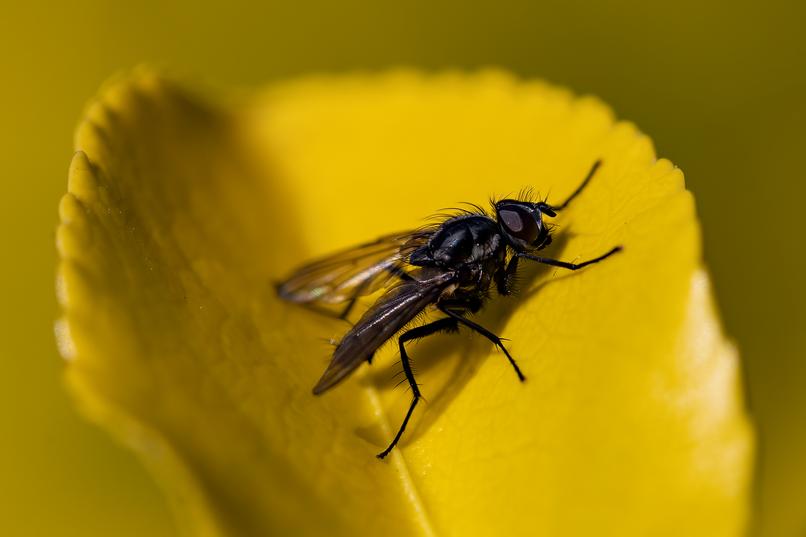 Die Fliege Foto & Bild | tiere, wildlife, insekten Bilder auf fotocommunity