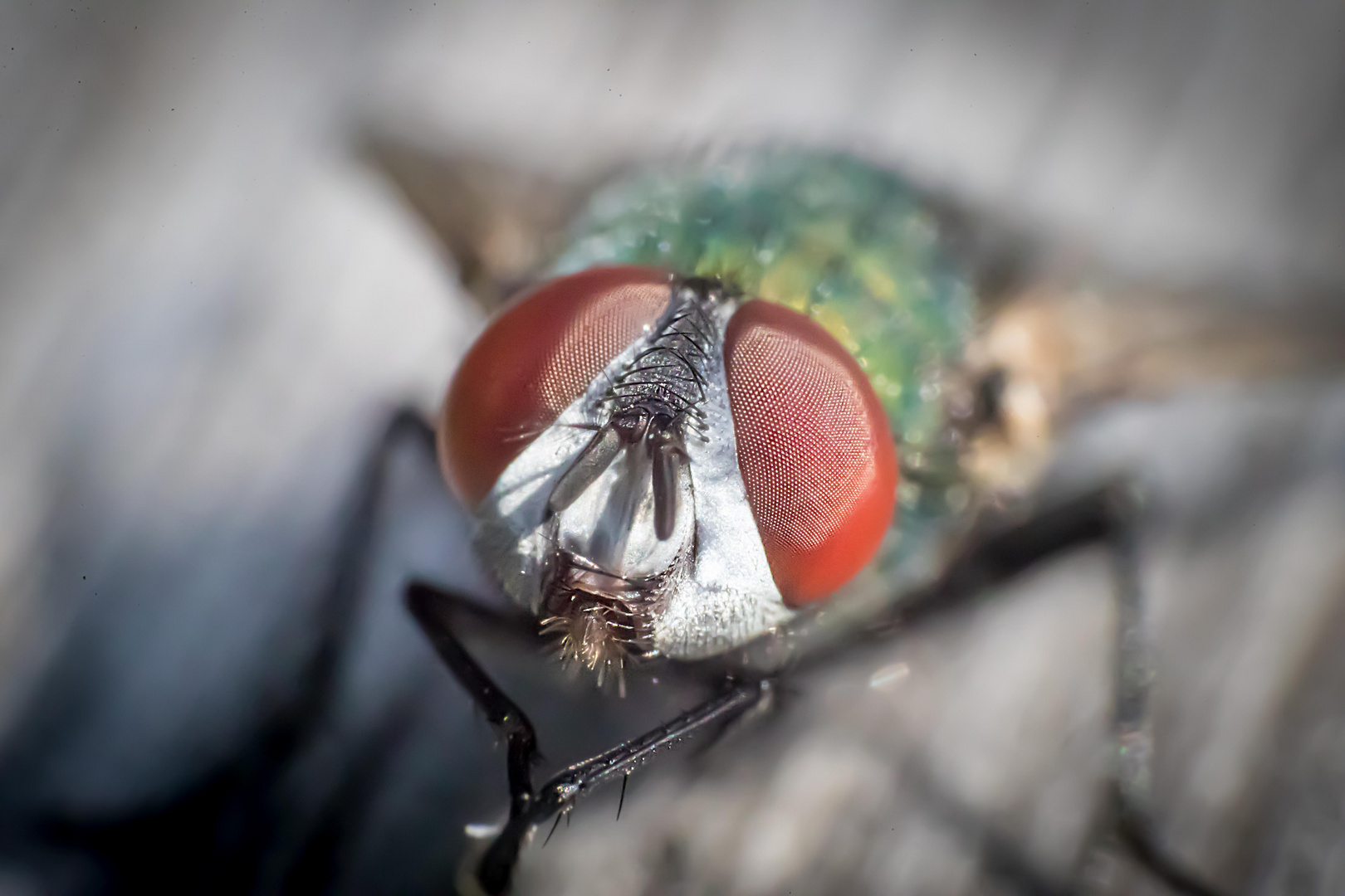 die Fliege Foto & Bild | tiere, wildlife, insekten Bilder auf fotocommunity