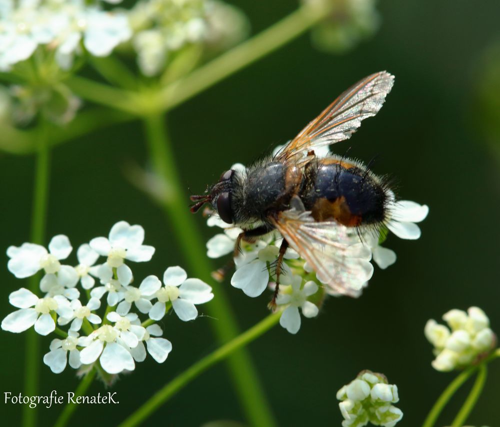 Die Fliege Foto & Bild | deutschland, europe, nordrhein- westfalen ...