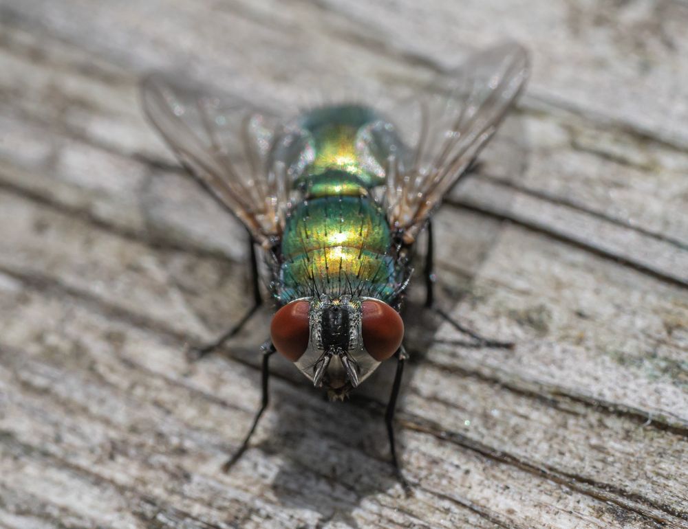 die Fliege Foto & Bild | tiere, wildlife, insekten Bilder auf fotocommunity