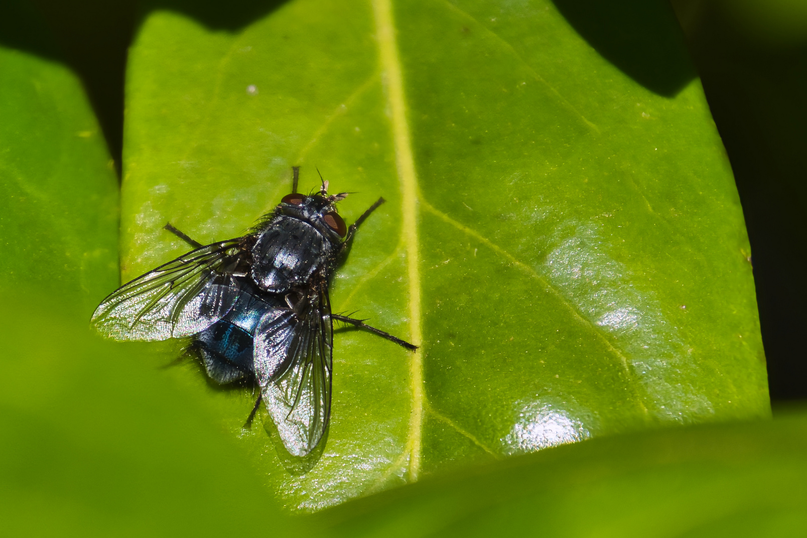 Die Fliege Foto & Bild | tiere, wildlife, insekten Bilder auf fotocommunity
