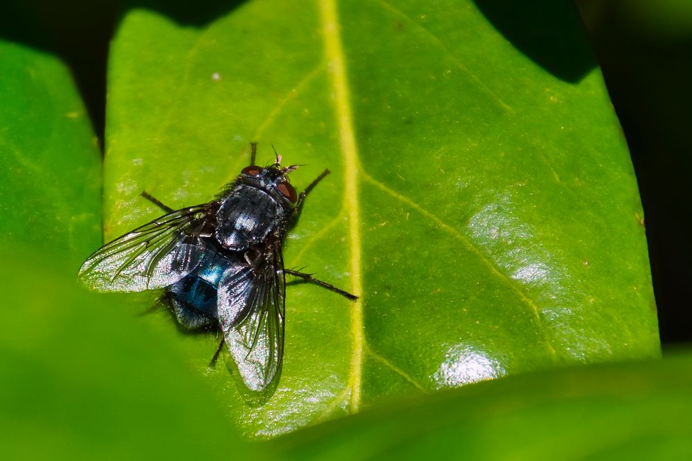 Die Fliege Foto & Bild | tiere, wildlife, insekten Bilder auf fotocommunity