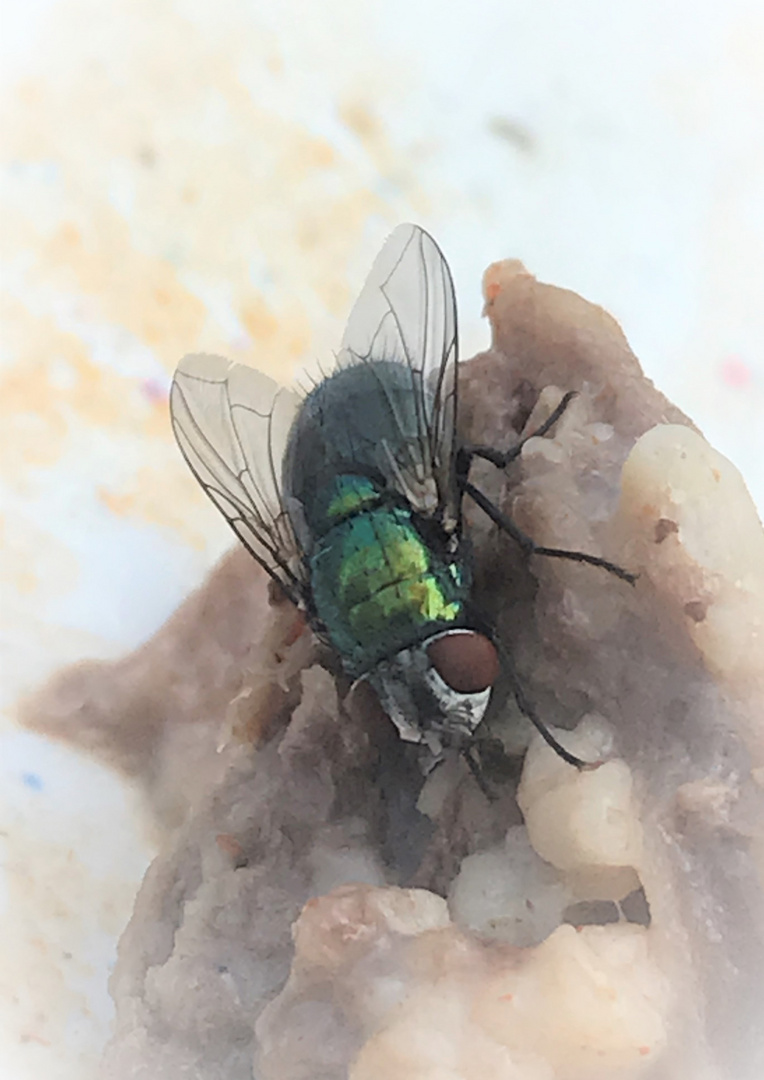 Die Fliege Foto & Bild | tiere, wildlife, insekten Bilder auf fotocommunity