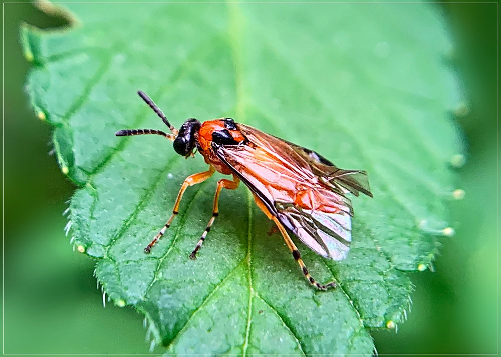 Die Fliege Foto & Bild | makro, natur, fliege Bilder auf fotocommunity