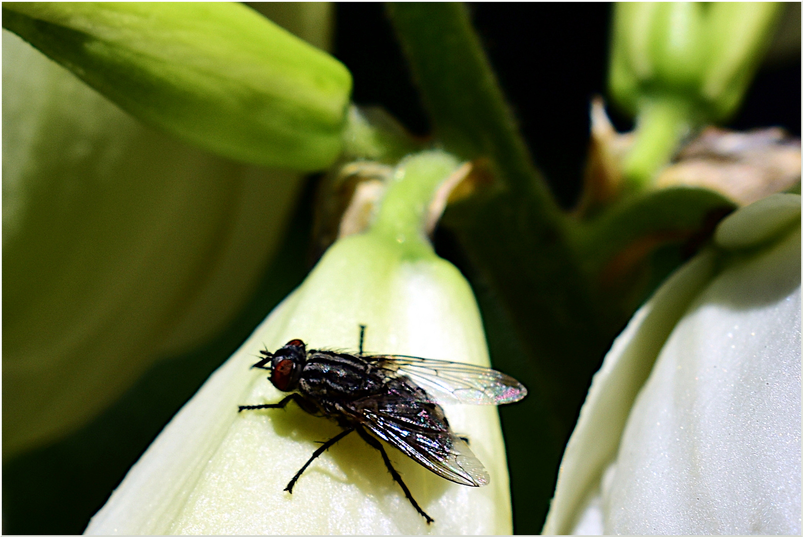 DIE FLIEGE Foto & Bild | tiere, wildlife, insekten Bilder auf fotocommunity