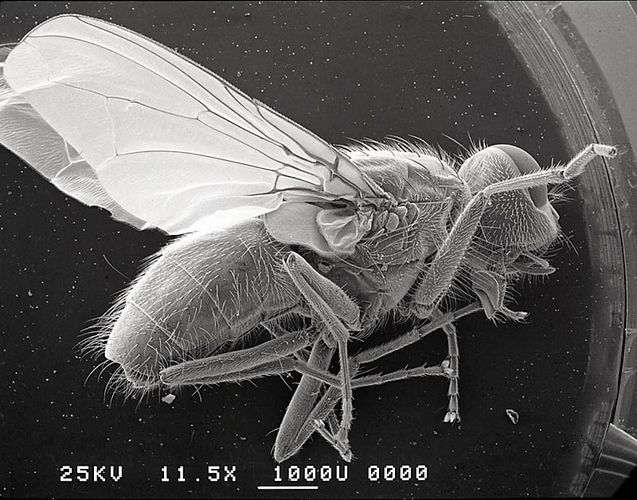 Die Fliege Foto & Bild | tiere, wildlife, insekten Bilder auf fotocommunity