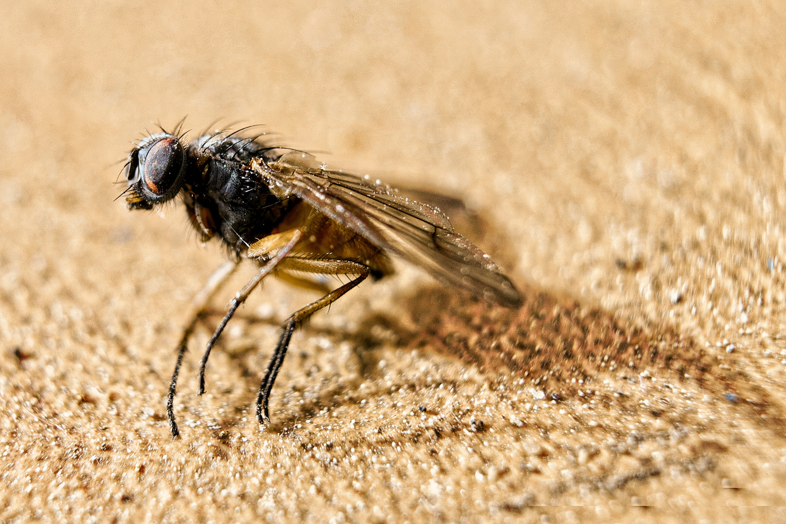 Die Fliege Foto & Bild | makro, natur, fliegen Bilder auf fotocommunity