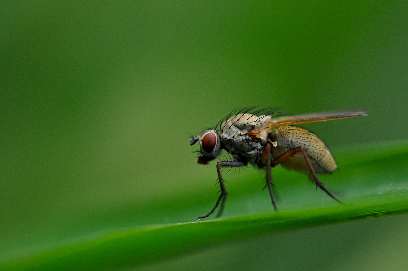 die Fliege Foto & Bild | tiere, wildlife, insekten Bilder auf fotocommunity