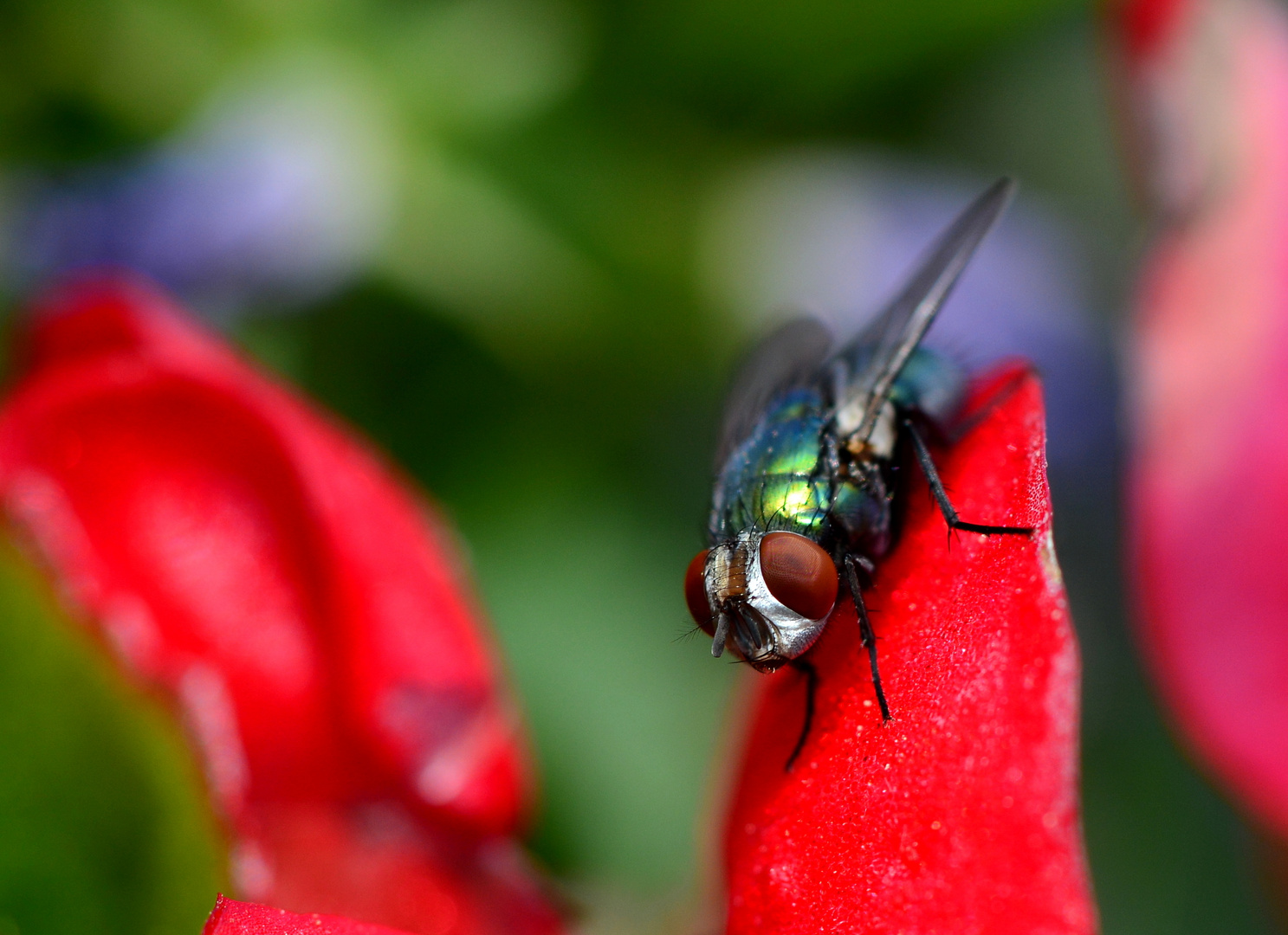Die Fliege.....# Foto & Bild | tiere, wildlife, insekten Bilder auf ...