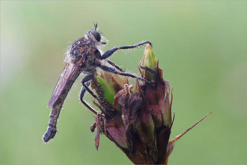 Die Fliege Foto & Bild | makro, natur, nahaufnahme Bilder auf fotocommunity