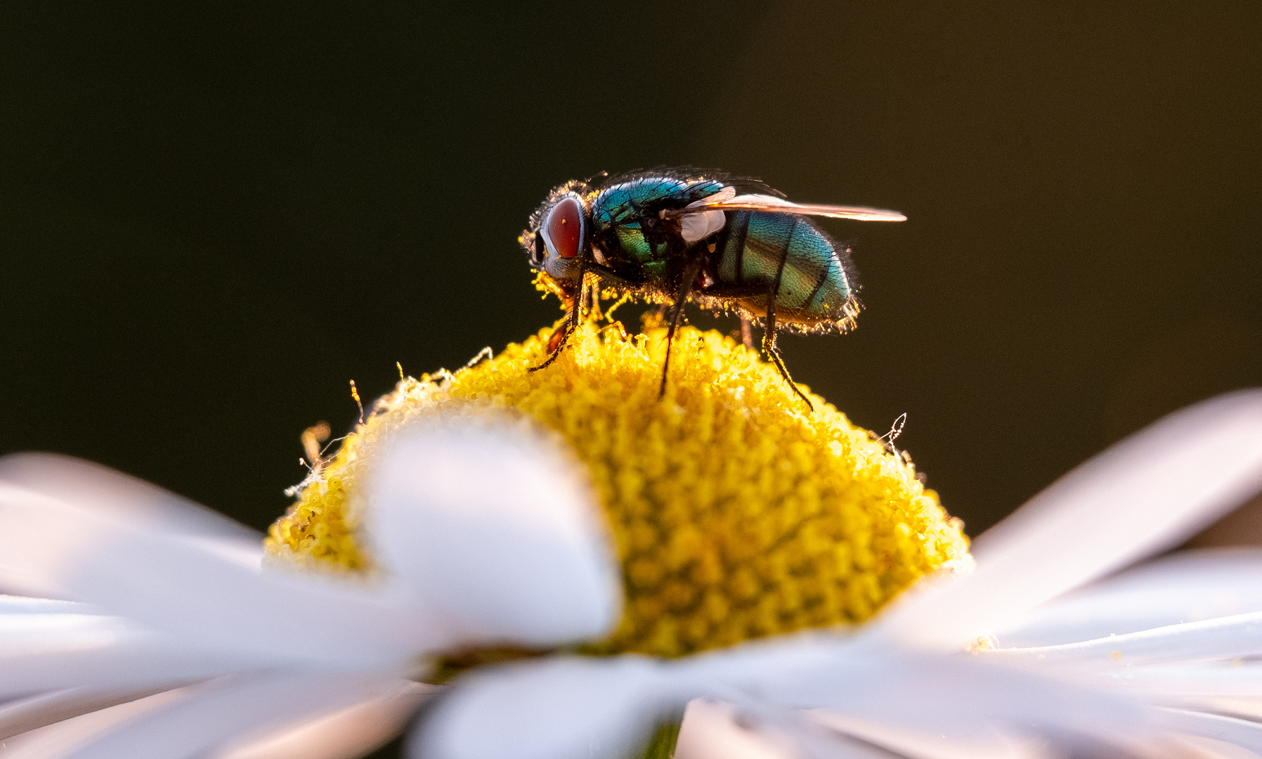Die Fliege Foto & Bild | natur, nahaufnahme, blume Bilder auf fotocommunity