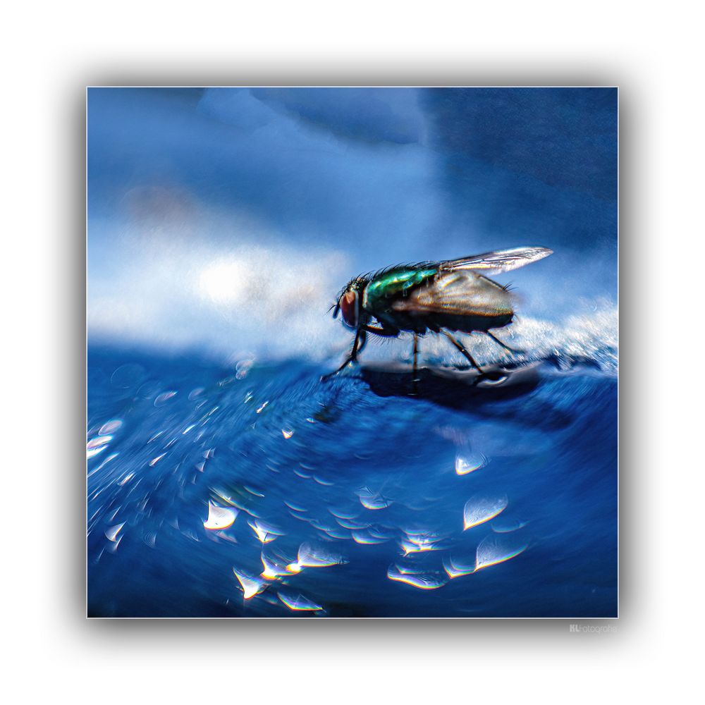 Die Fliege... Foto & Bild | spezial, schärfe, unschärfe Bilder auf ...