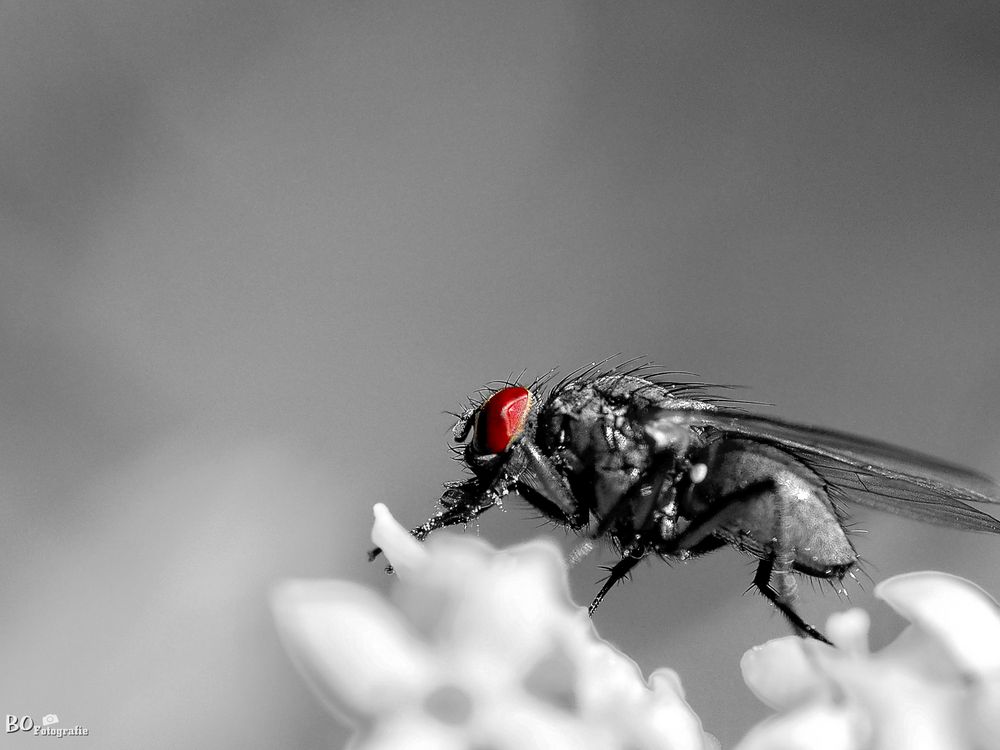 Die Fliege Foto & Bild | tiere, wildlife, insekten Bilder auf fotocommunity