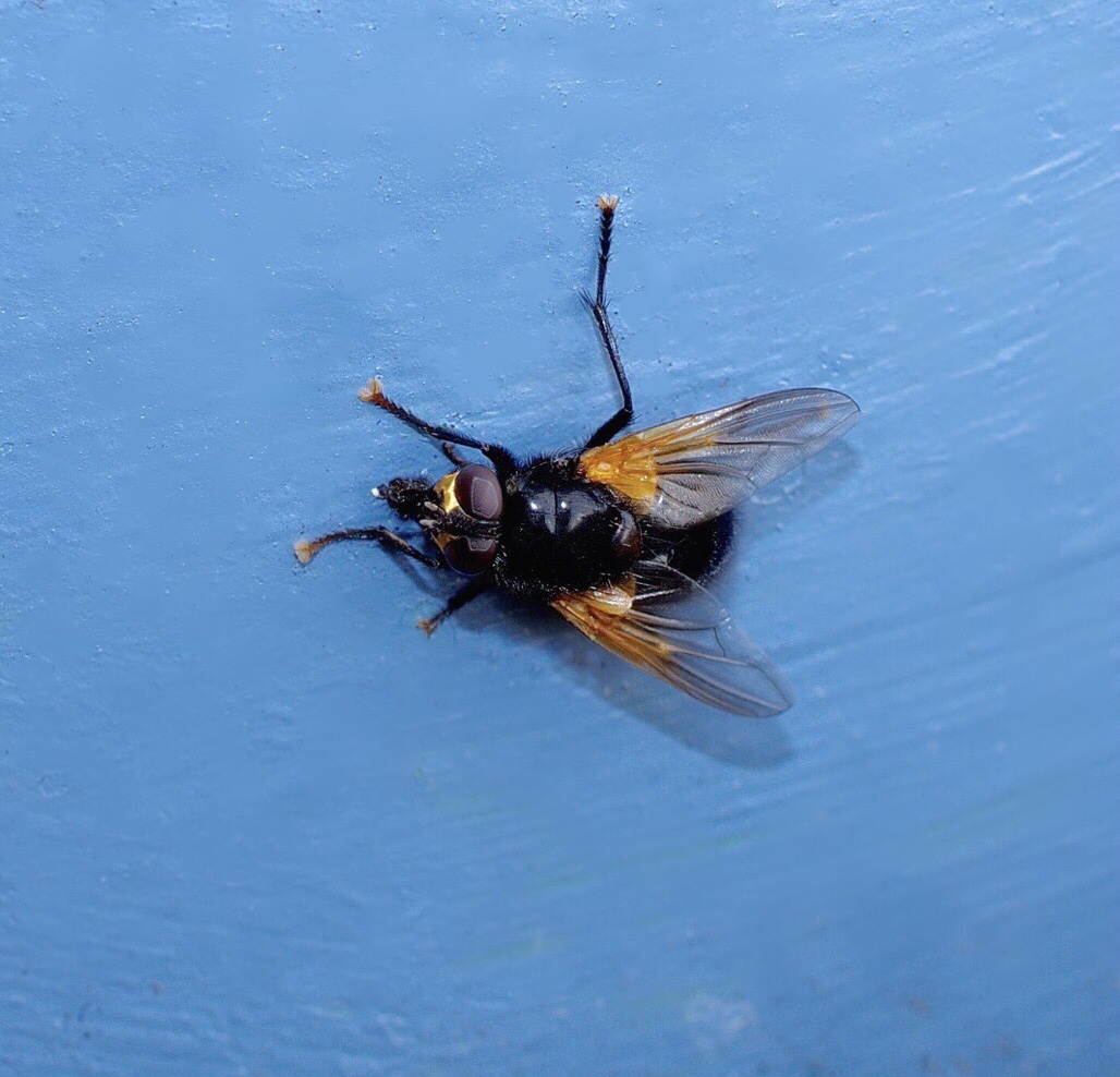 Die Fliege an der Wand… Foto & Bild | abstraktes, tiere, wildlife ...