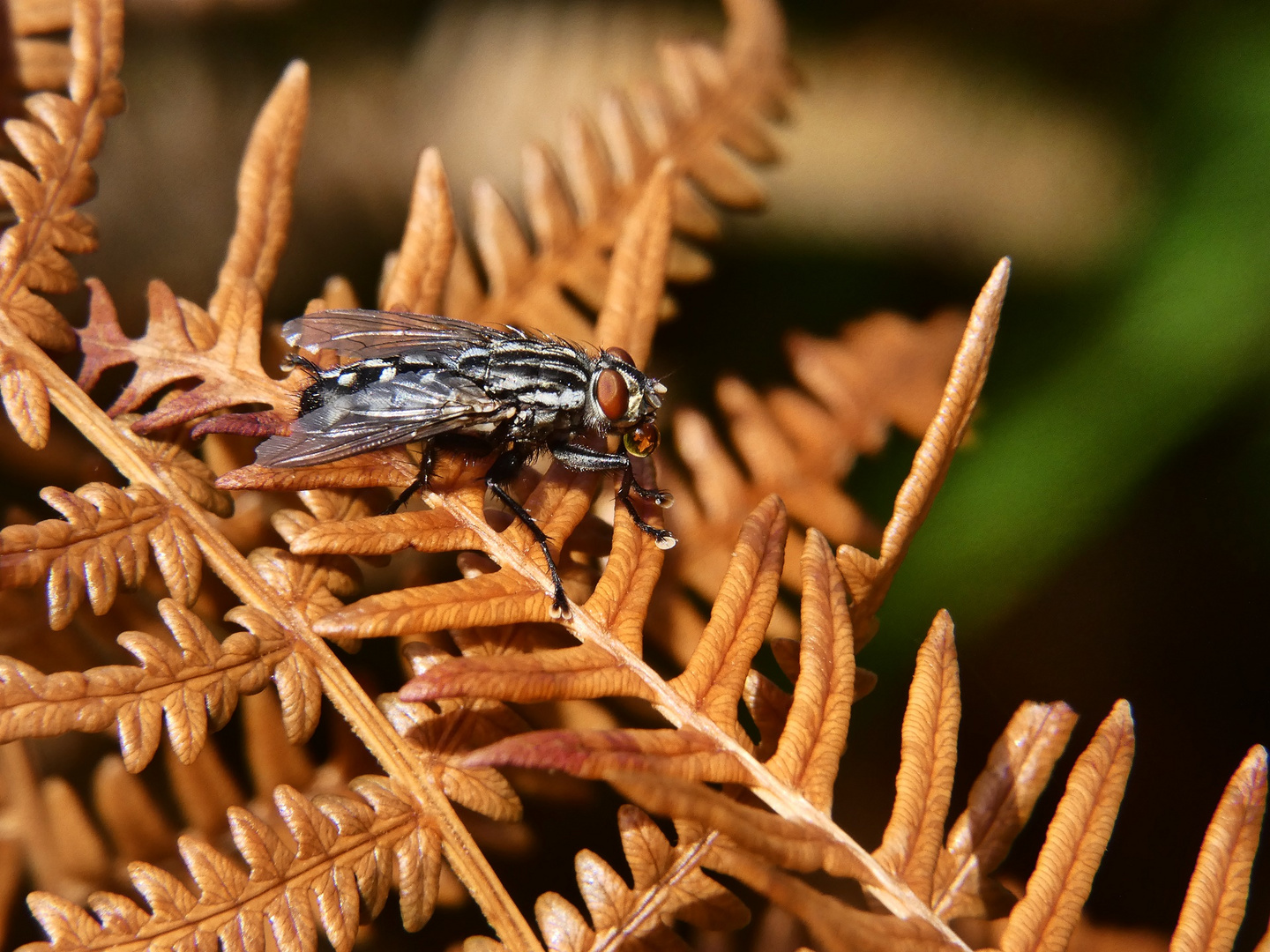 Die Fliege Foto & Bild | natur, tiere, wildlife Bilder auf fotocommunity
