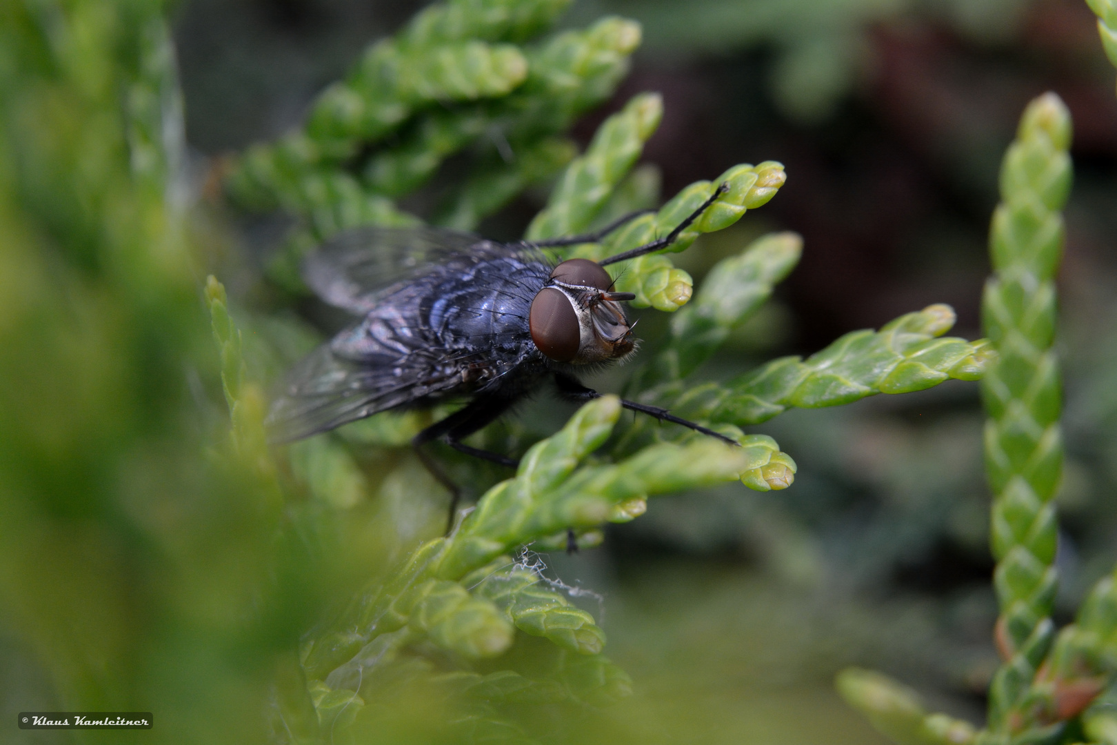 Die Fliege Foto & Bild | tiere, wildlife, insekten Bilder auf fotocommunity