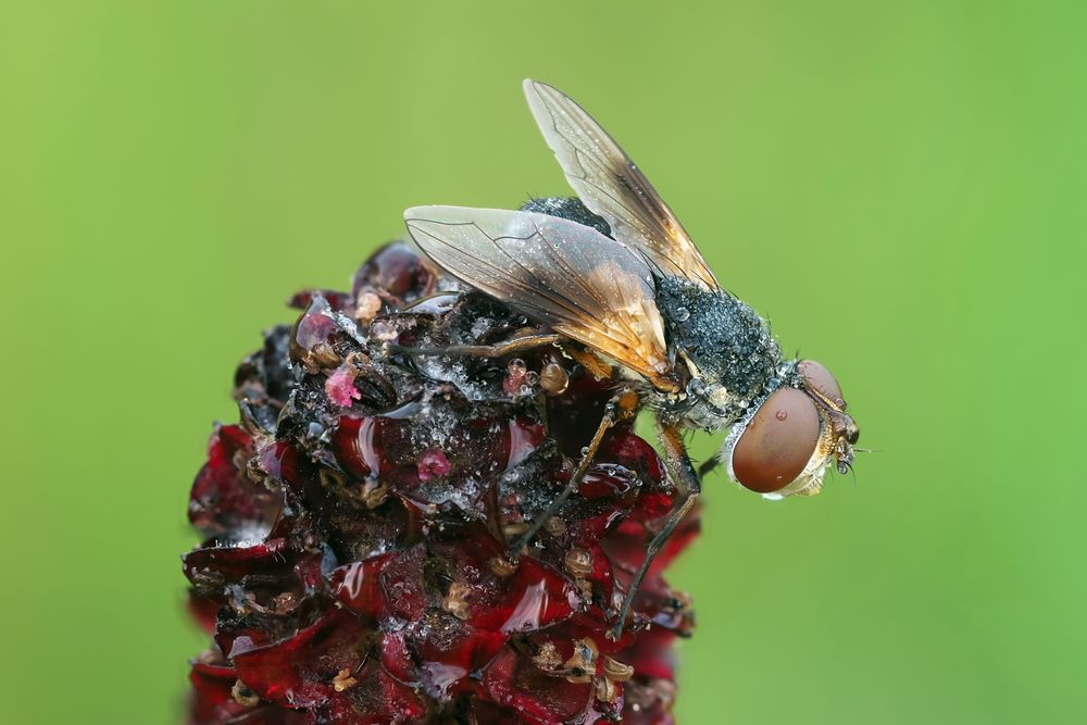 Die Fliege Foto & Bild | fotos, outdoor, makro Bilder auf fotocommunity