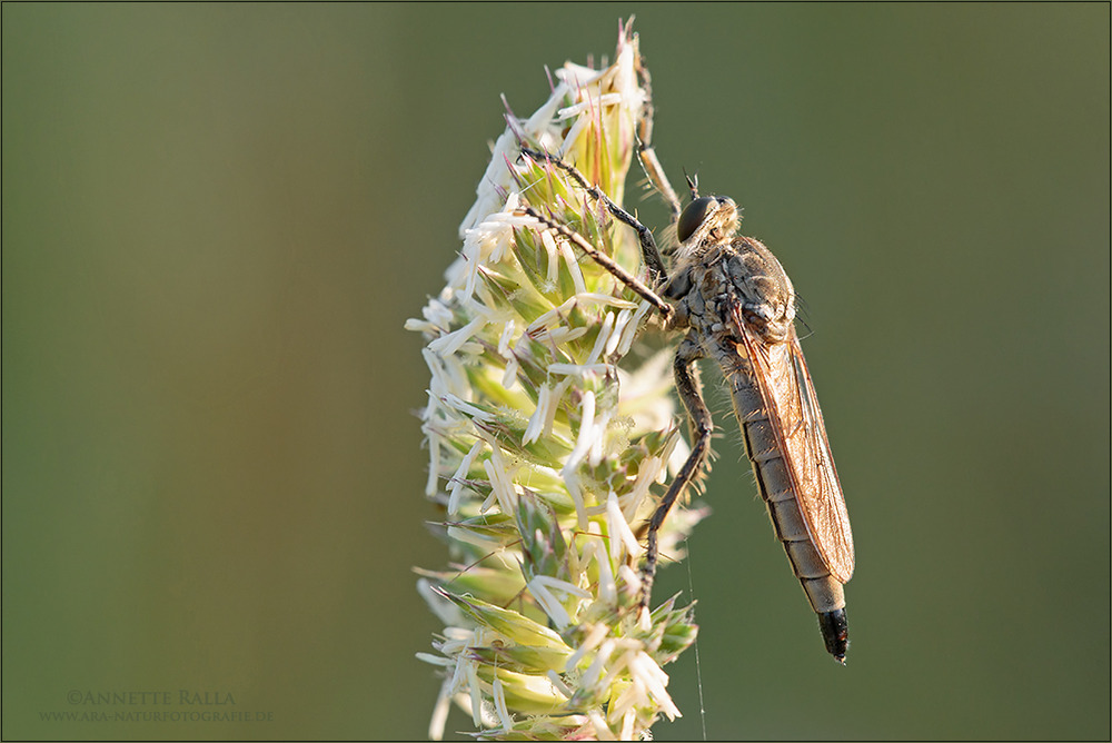 Die Fliege Foto & Bild | tiere, wildlife, insekten Bilder auf fotocommunity