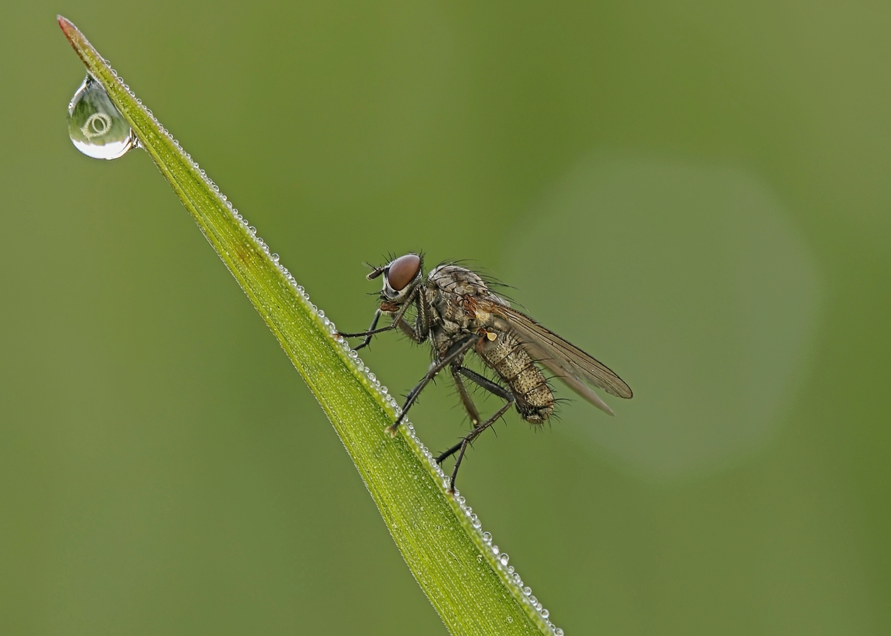 Die Fliege Foto & Bild | makro, natur, fliegen Bilder auf fotocommunity