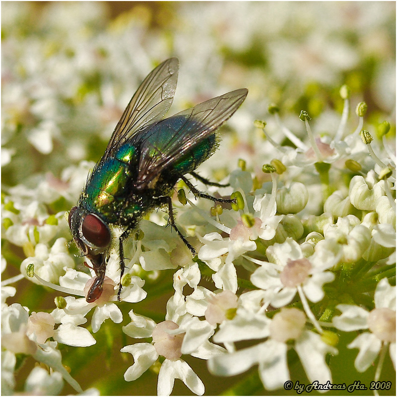 Die Fliege Foto & Bild | tiere, wildlife, insekten Bilder auf fotocommunity