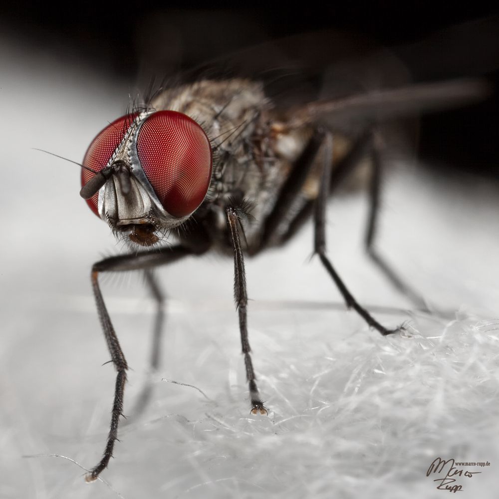 die Fliege Foto & Bild | tiere, wildlife, insekten Bilder auf fotocommunity