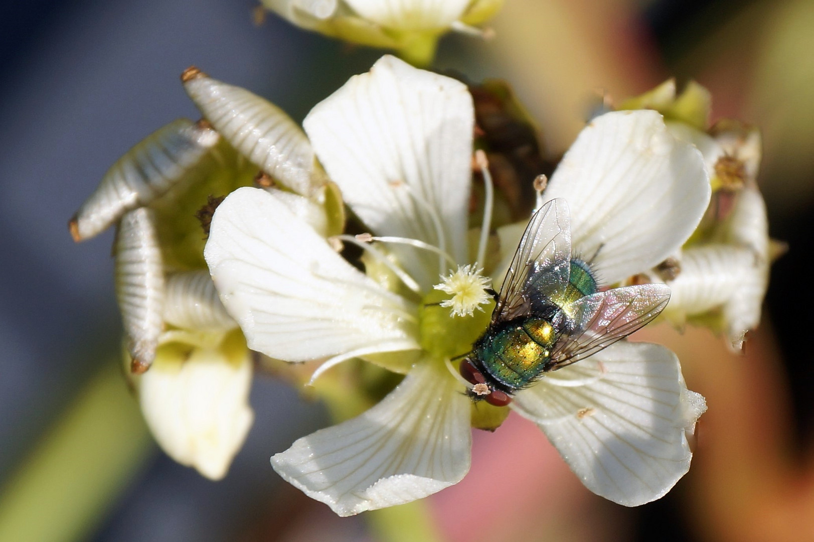 die Fliege ... Foto & Bild | tiere, wildlife, insekten Bilder auf ...