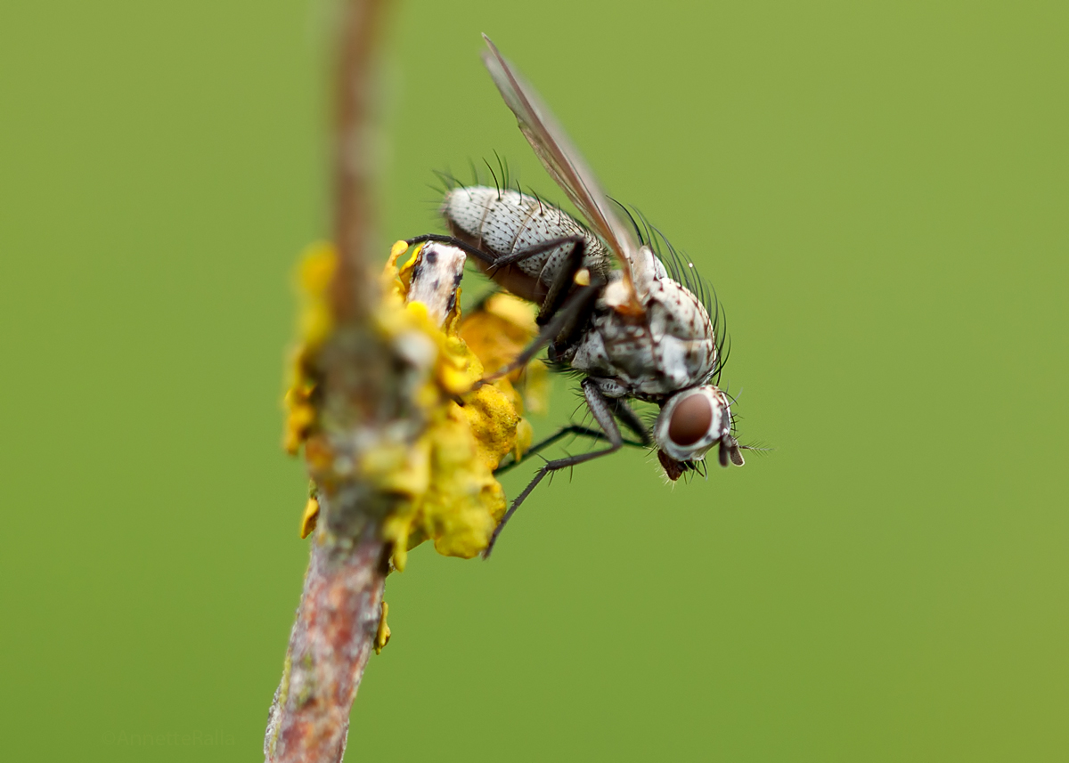 Die Fliege Foto & Bild | tiere, wildlife, insekten Bilder auf fotocommunity
