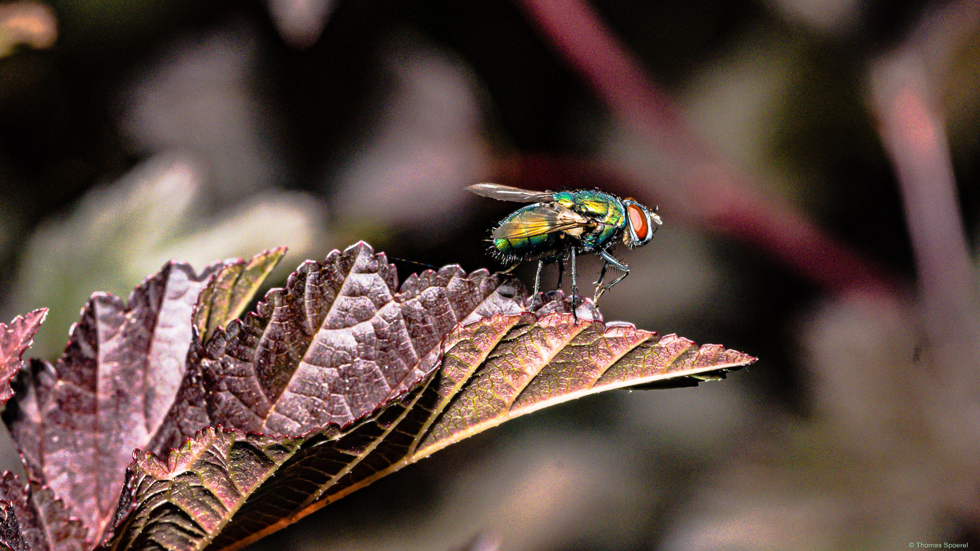 die Fliege Foto & Bild | natur, macro, blätter Bilder auf fotocommunity