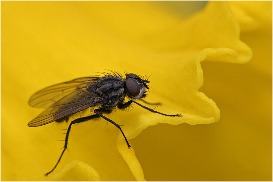 Die Fliege Foto & Bild | tiere, wildlife, insekten Bilder auf fotocommunity