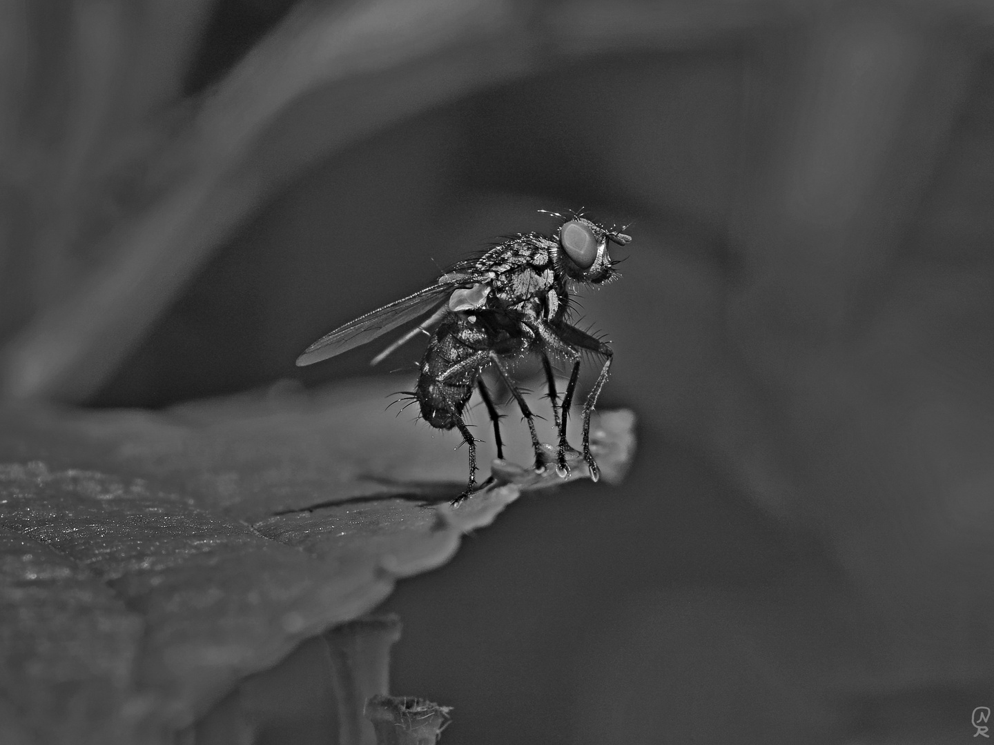 Die Fliege Foto & Bild | tiere, wildlife, insekten Bilder auf fotocommunity